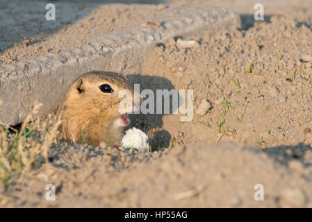 Curious gopher peeking outside its home in summer Stock Photo - Alamy