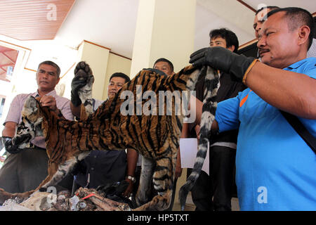 Tiger skin seized from poachers ; Panthera Tigris ; India ; Asia Stock ...