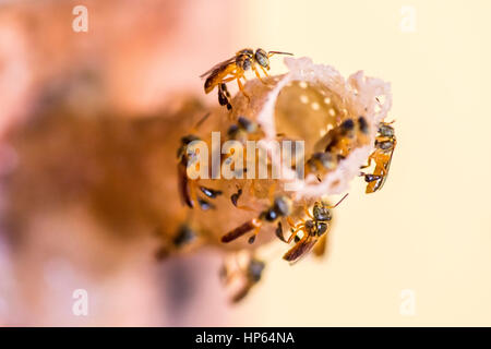 Jatai bee of the species Tetragonisca angustula Stock Photo - Alamy