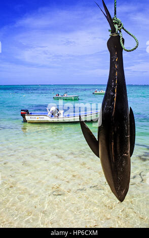 Captured fish in Bavaro beach. Punta Cana, Dominican Republic Stock ...