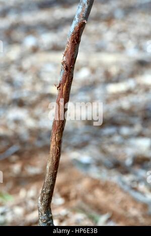 Tree with deer rub marks caused by a white-tailed deer (Odocoileus ...