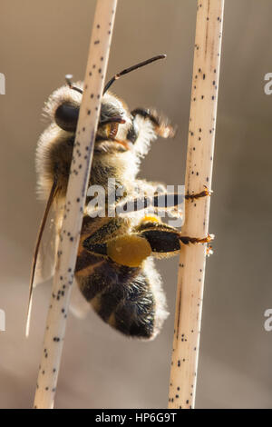 Honey bee, bee, honeybee (Apis, Apidae, Apiformes, Apini, Hymenoptera ...