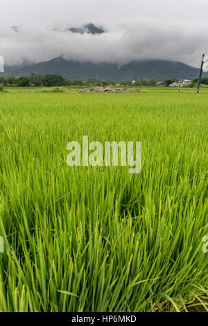 Taitung paddy rice field meadow Stock Photo - Alamy