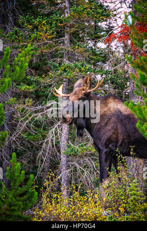 Wild Canadian Moose in the mountains in summer, Kananaskis Country ...