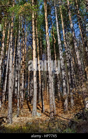Sunlit forest pine-trees in Rila mountain, Bulgaria Stock Photo - Alamy