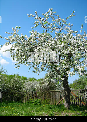 Apple blossom on a fence with blue sky Stock Photo - Alamy