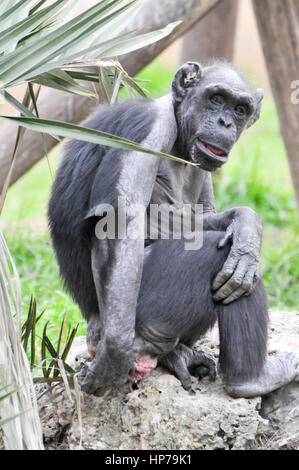 full body image of a Chimpanzee in captivity Stock Photo - Alamy