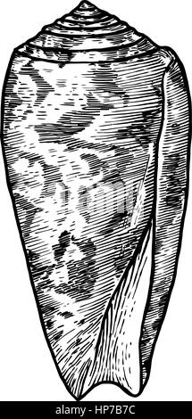 Hand-drawn cone shell of engraved line. Design element for invitations ...