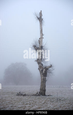 Dead leafless tree trunk standing out in a forest with empty field ...