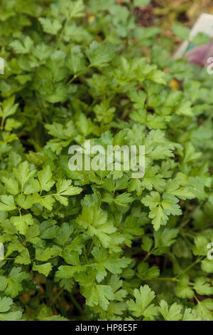 Organic carrot Berlicum grows in a small vegetable garden in early ...