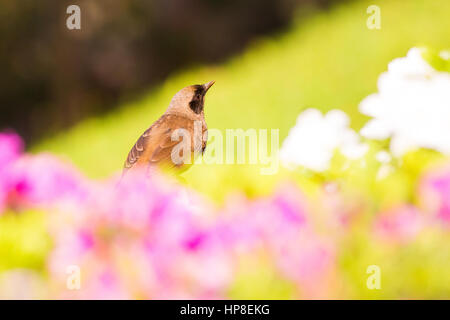 Masked Laughingthrush (Garrulax perspicillatus) standing on stone Stock ...