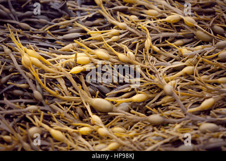 Tangled sea Kelp seaweed fronds washed up on a sandy Scottish Beach, UK ...