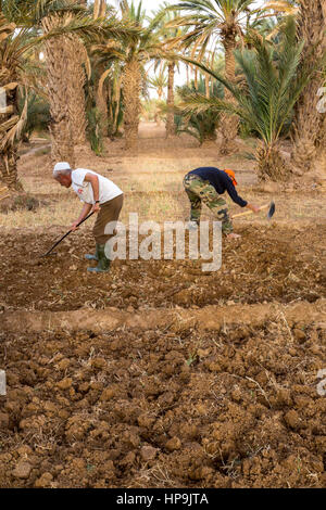 A farmer in a field hoeing the soil by hand before planting the seeds ...