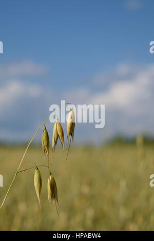 Granola field on blue sky Stock Photo - Alamy