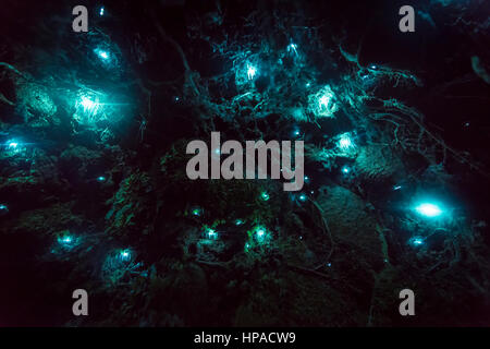 New Zealand glow-worm (Arachnocampa luminosa), luminescent larva of the ...