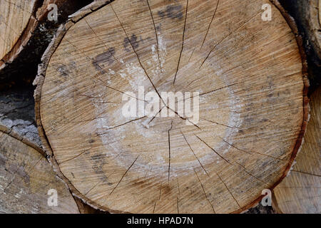 Sugar Maple (Acer saccharum) Log End Detail Stock Photo - Alamy