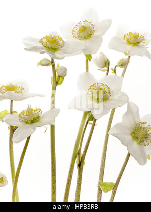 Christmas rose (Helleborus niger), christmas rose, Germany Stock Photo ...