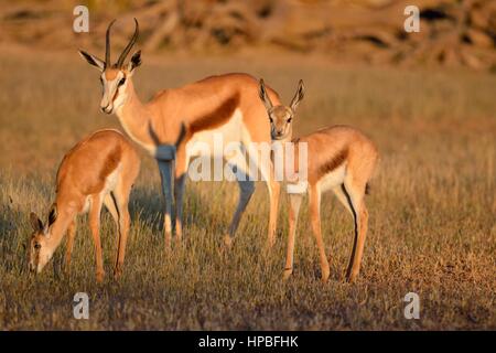 Springboks (Antidorcas marsupialis), adult female with young, nose to ...