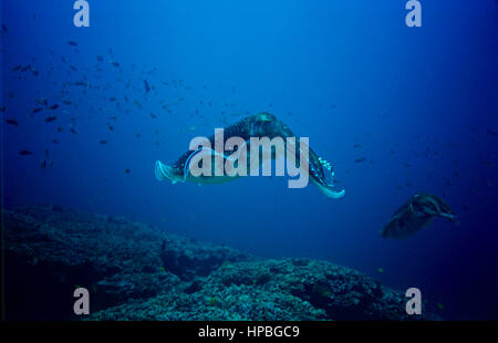 Hooded Cuttlefish (Sepia prashadi Stock Photo - Alamy