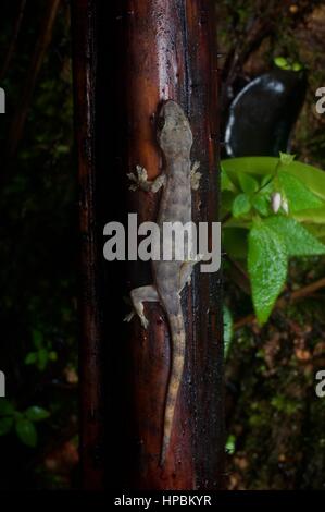 A Slender Gecko (Hemiphyllodactylus cf. titiwangsaensis) in the ...