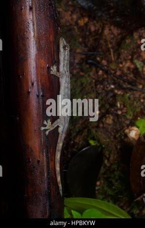 A Slender Gecko (Hemiphyllodactylus cf. titiwangsaensis) in the ...