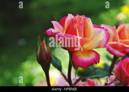 Beautiful two-coloured grandiflora rose Stock Photo - Alamy
