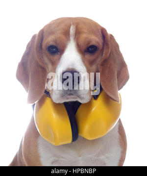 Adult beagle dog isolated on white background Stock Photo - Alamy