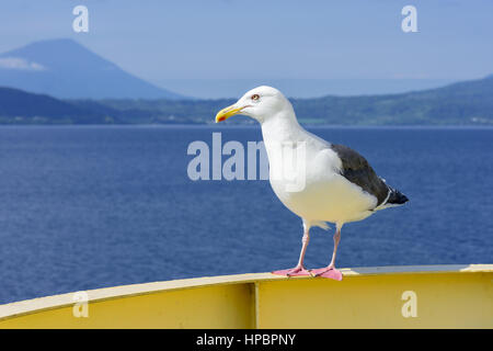 closeup seagull in Hokkaido, Japan. Bird in wildlife Stock Photo - Alamy