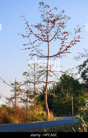 Bombax ceiba tree Stock Photo - Alamy