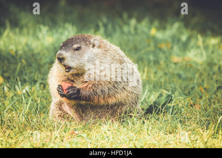 Adorable and plump groundhog (Marmota Monax) sitting in grass and ...