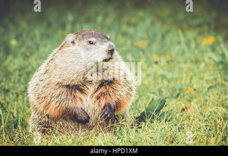 Adorable and plump groundhog (Marmota Monax) sitting in grass and ...