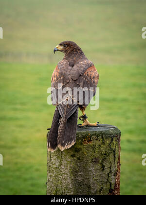 Harris hawk on a perch Stock Photo - Alamy