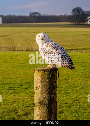 Snowy Owl on perch Stock Photo - Alamy