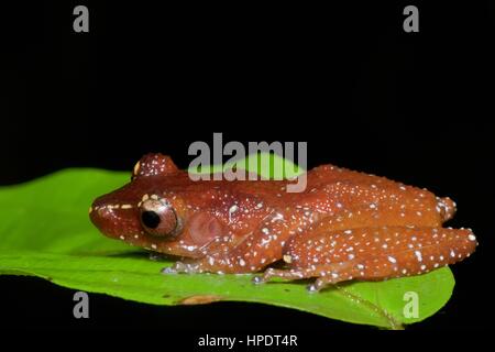 A Cinnamon tree frog (Nyctixalus pictus) on a green leaf. Sarawak ...