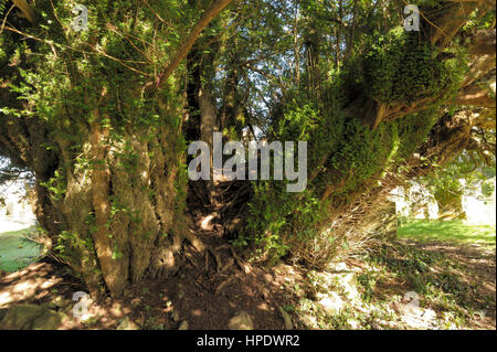 The oldest Yew tree (taxus baccata) thought to be over 600 years old ...