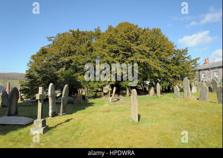 The Defynnog Yew tree said to be 5000 years old the oldest yew in the ...