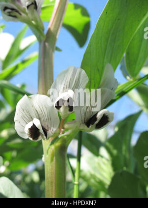 Vicia faba inflorescence Stock Photo - Alamy