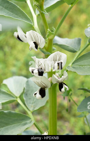 Vicia faba inflorescence Stock Photo - Alamy