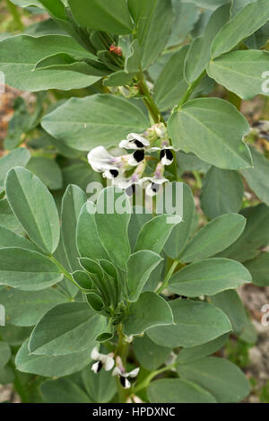 Vicia faba inflorescence Stock Photo: 134301363 - Alamy
