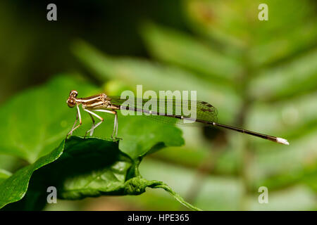 Portrait of damselfly - Black-kneed Featherlegs (Copera ciliata Stock ...