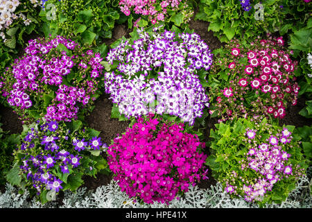 Florist's cineraria (Pericallis x hybrida Stock Photo - Alamy