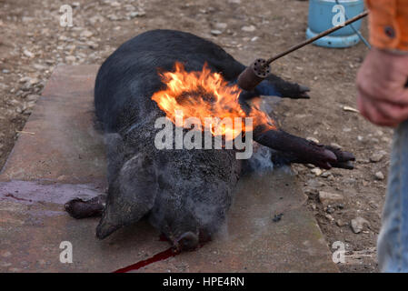 Slaughter burn the pig hair off with a gas burner before butchering ...
