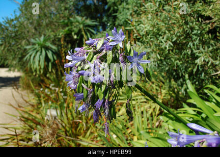 Lily of the Nile (Agapanthus praecox subsp. praecox 'Azure') bloom ...