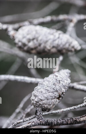Light grey cones on deep green background Stock Photo - Alamy