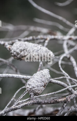 Light grey cones on deep green background Stock Photo - Alamy