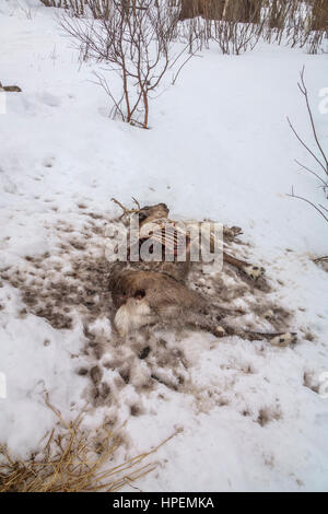A rotting deer carcass Stock Photo: 131006126 - Alamy