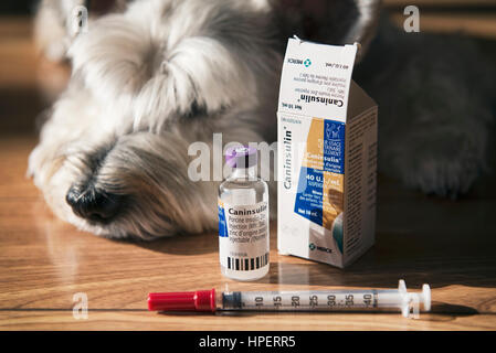 Insulin, Syringe Caninsulin Vial for Canine Diabetes, Diabetic Dog, Pet ...