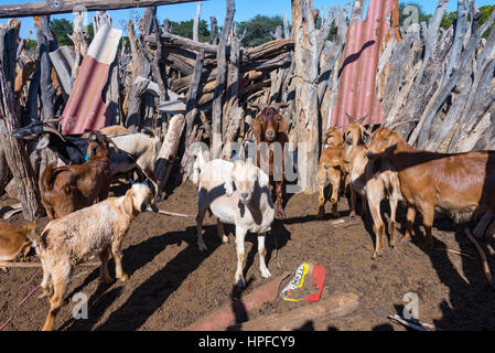 Goats seen in a kraal in Zimbabwe's rural areas Stock Photo - Alamy
