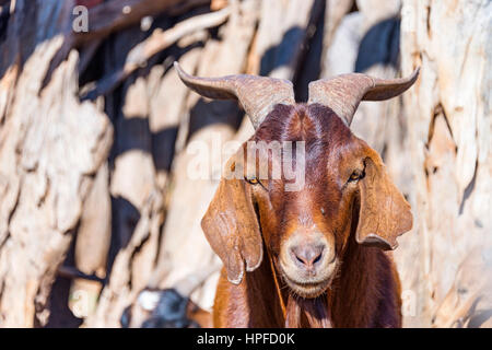 Goats seen in a kraal in Zimbabwe's rural areas Stock Photo - Alamy