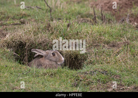 European rabbit / common rabbit (Oryctolagus cuniculus) running fast in ...